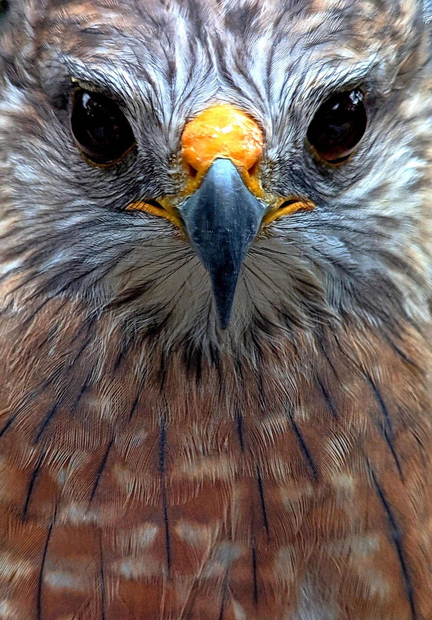 Red-shouldered Hawk Portrait | Shutterbug Red-shouldered Hawk Portrait | Shutterbug
